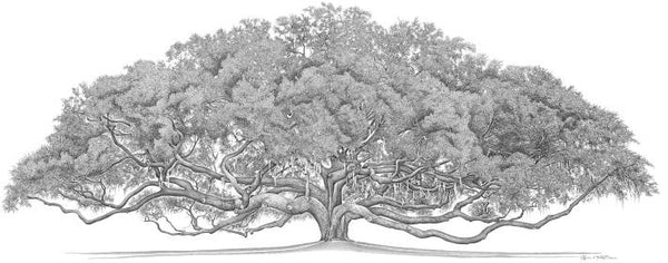 Baranoff Oak – Malkoff Gallery