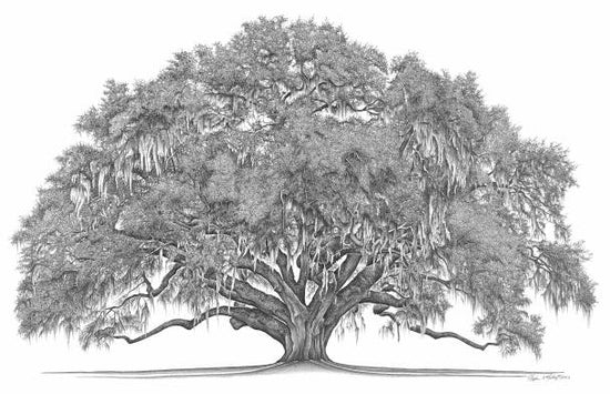 Bartram Oak – Malkoff Gallery