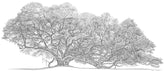 Arboresque Gallery – Malkoff Gallery